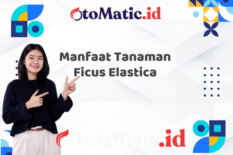 Manfaat Tanaman Ficus Elastica - OTOmatic.id